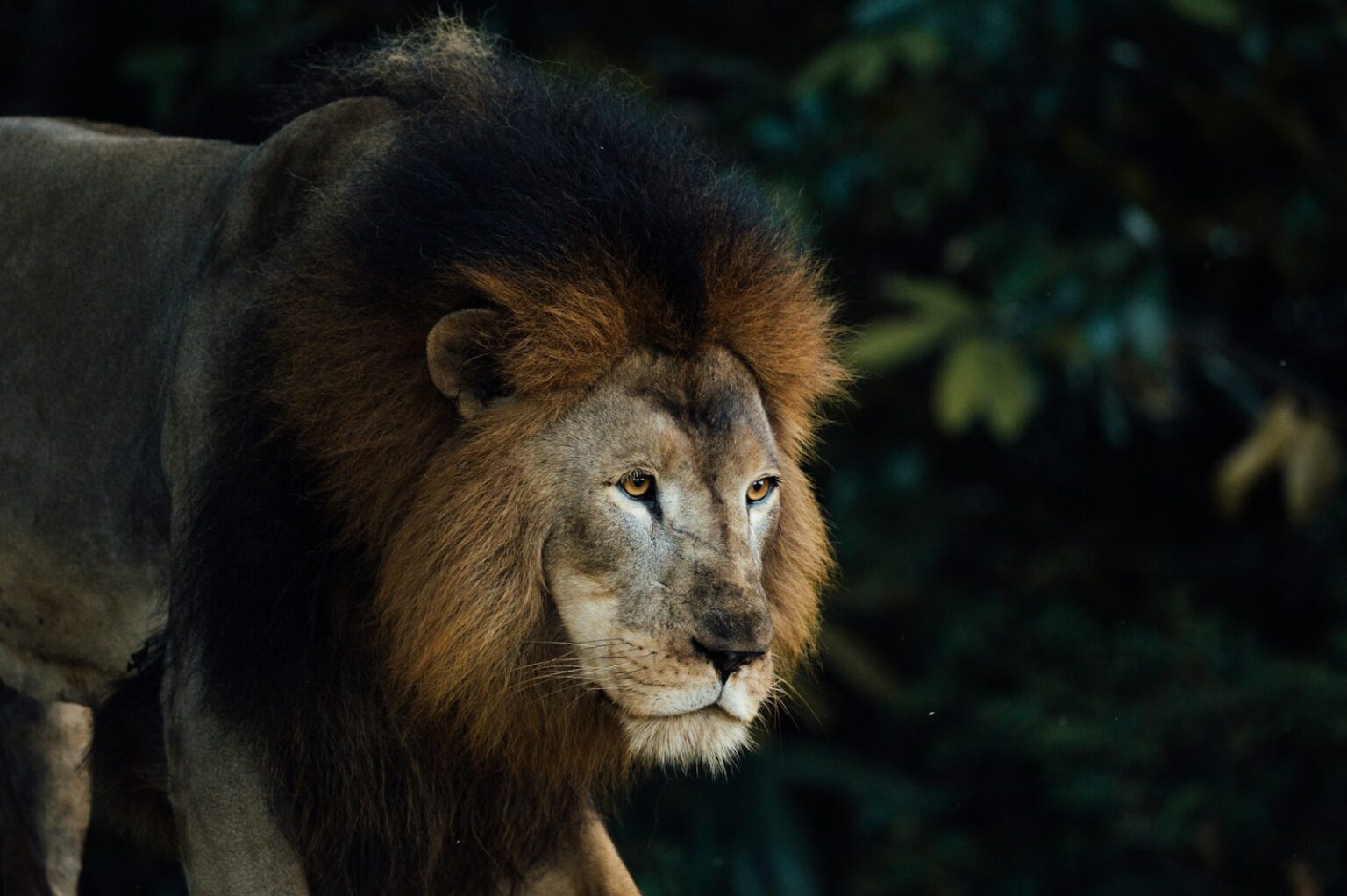 The Largest Lion Ever Recorded – A King of Beasts Unlike Any Other ...