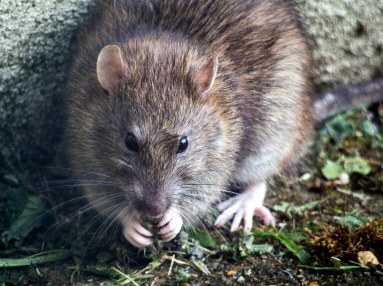 The Largest Rat Species – It Was Bigger Than Some Dogs – Extreme Animal ...