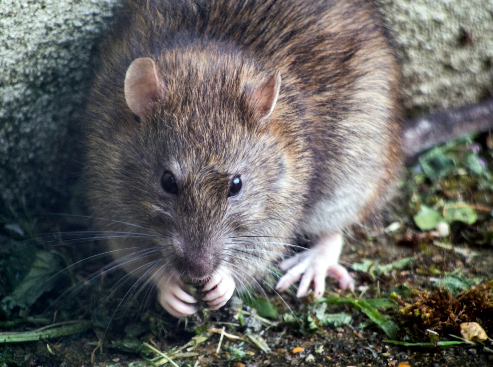 The Largest Rat Species – It Was Bigger Than Some Dogs – Extreme Animal ...