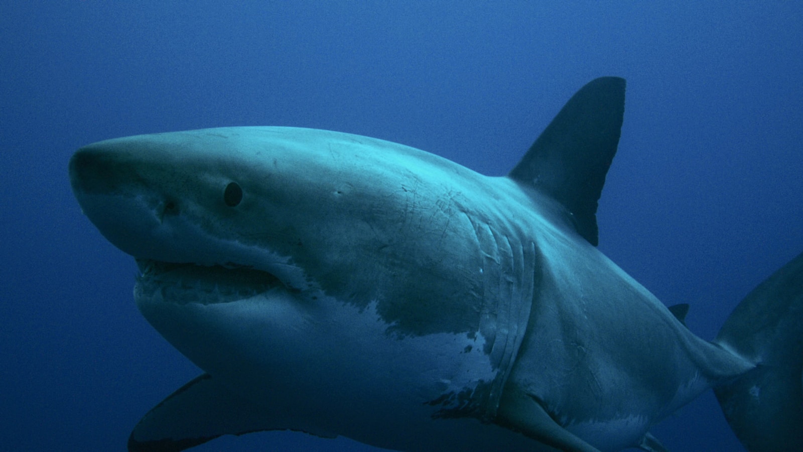 The Biggest Shark Ever Recorded – Megalodon vs. Great White – Extreme ...