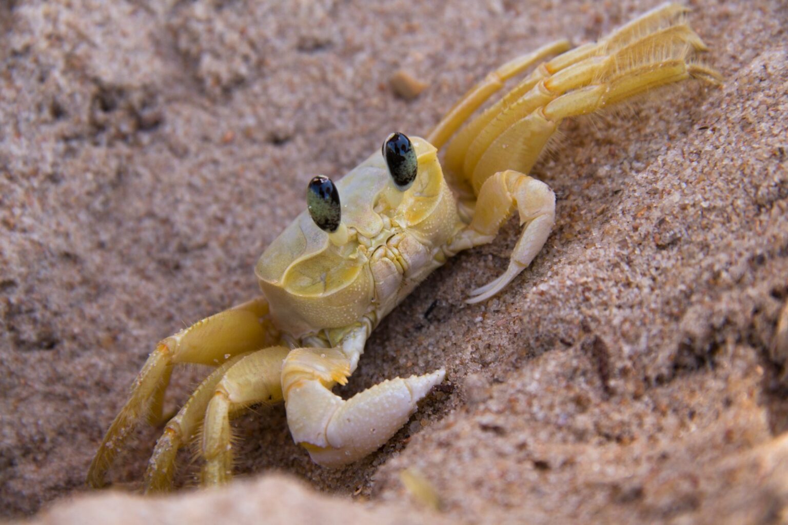 The Smallest Crab Species – A True Microscopic Marvel – Extreme Animal ...