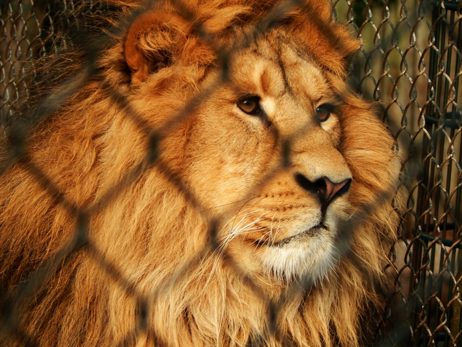 The Largest Lion Ever Recorded – A King of Beasts Unlike Any Other ...