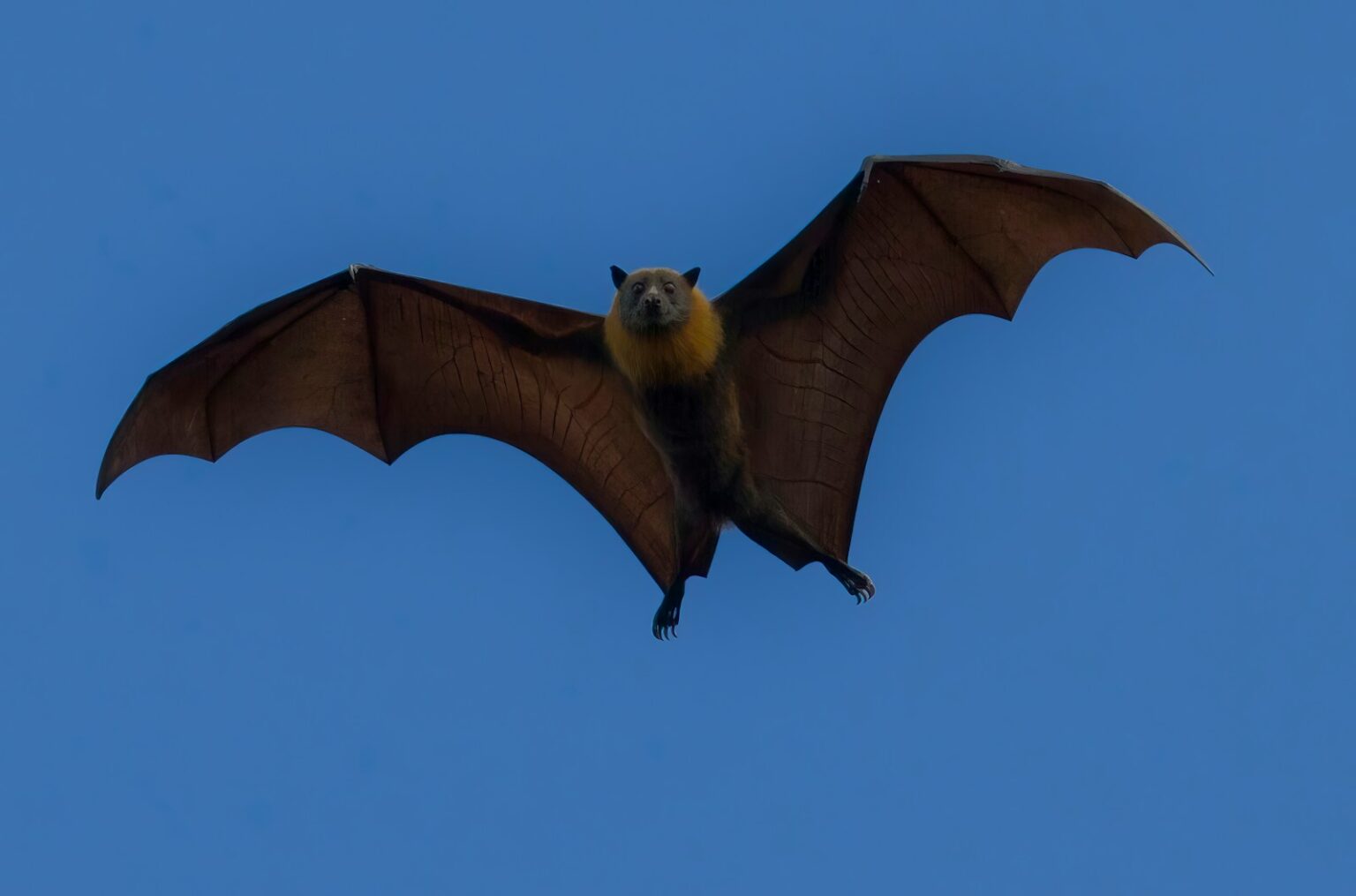 The Heaviest Bird That Can Still Fly – A True Aerial Giant – Extreme ...