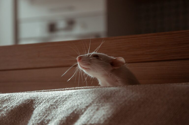 The Largest Rat Species – It Was Bigger Than Some Dogs – Extreme Animal ...