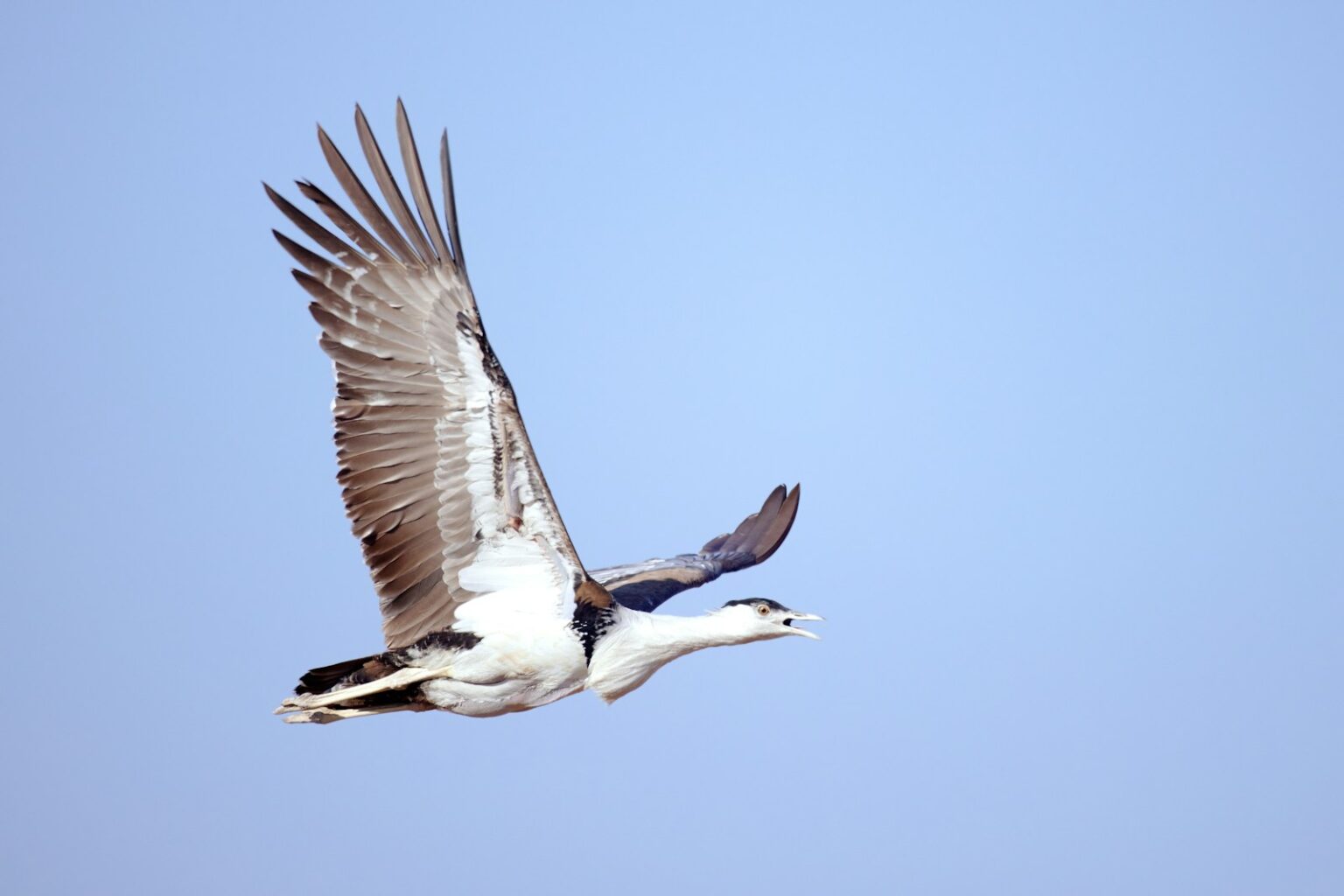 The Heaviest Bird That Can Still Fly – A True Aerial Giant – Extreme ...