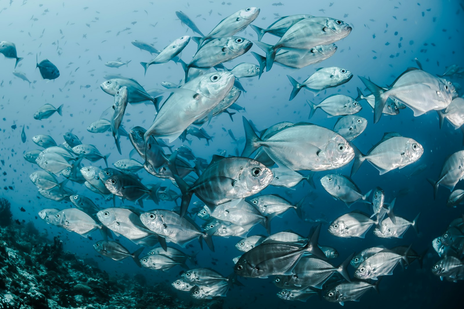 The Smallest Carnivorous Fish – A Ferocious Predator Despite Its Size ...