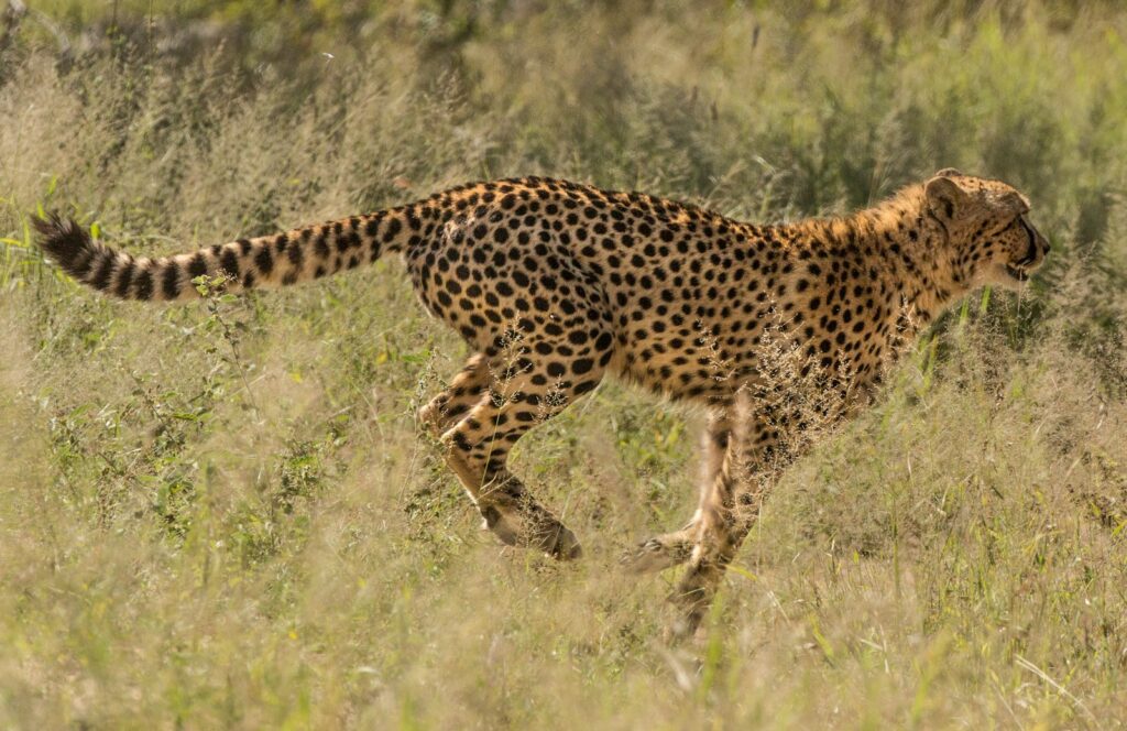 Discovering the True Speed Champions of the Animal Kingdom Beyond the ...