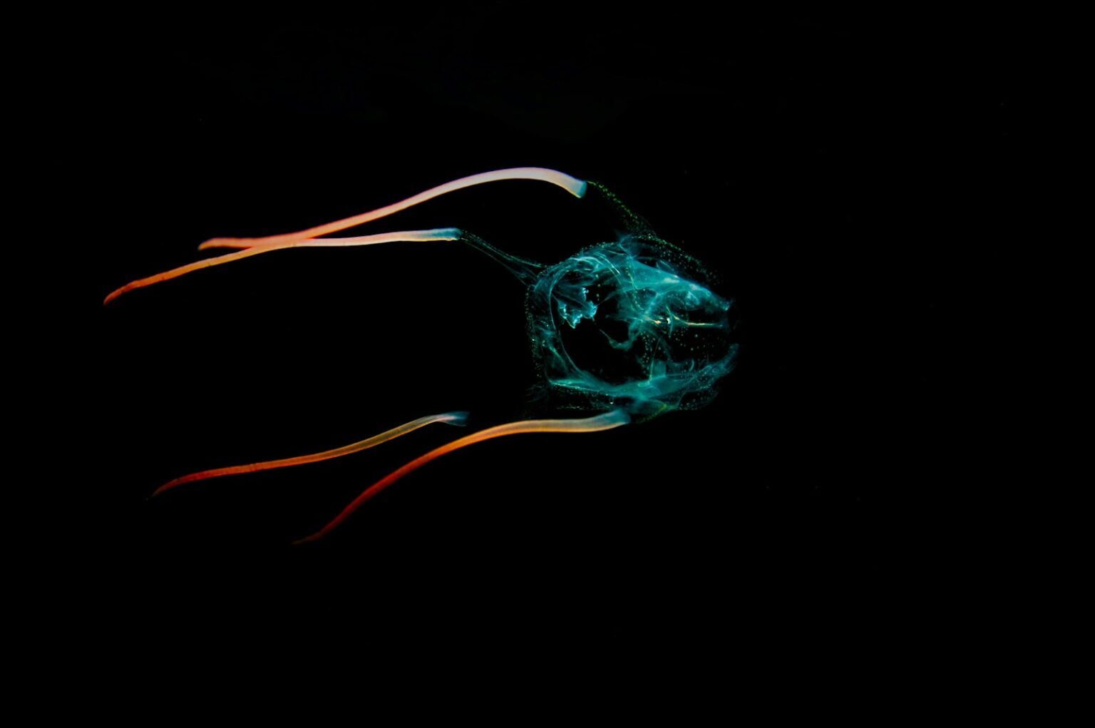 The Fastest Moving Jellyfish – A Surprising Speedster – Extreme Animal ...