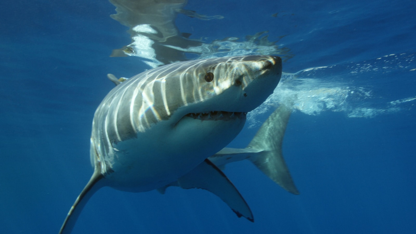 The Biggest Shark Ever Recorded – Megalodon vs. Great White – Extreme ...