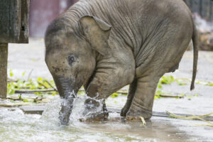Nature’s Jokers: Animals That Love to Play—And Why It Matters – Extreme ...