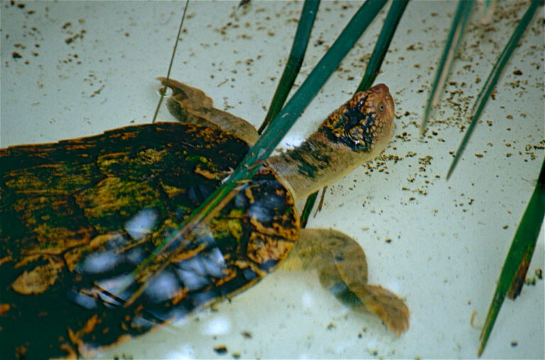 The Mary River Turtle Breathes Through Its Cloaca and Grows Algae on ...