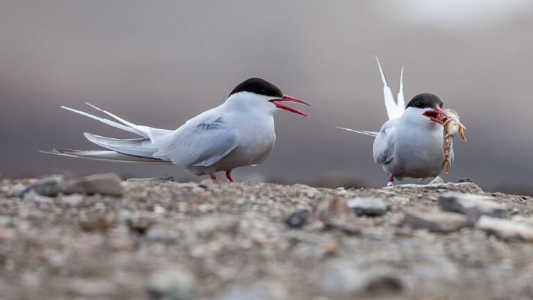 This Bird Migrates 44,000 Miles a Year Without Resting on Land ...