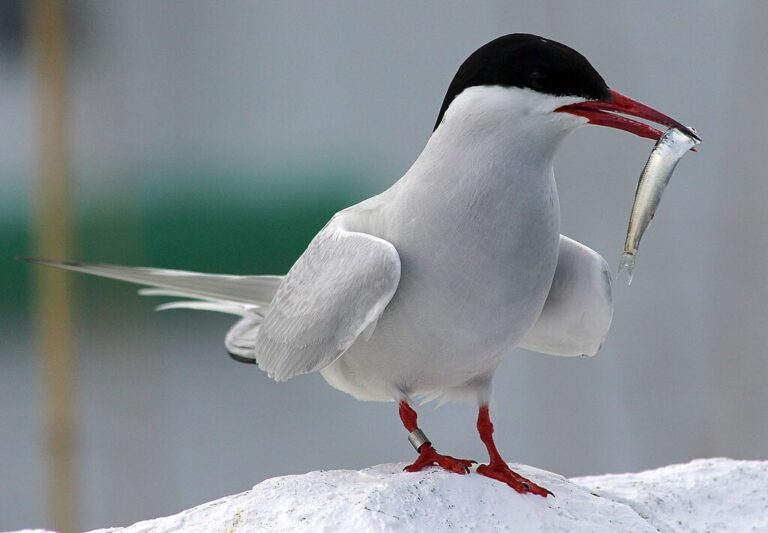 This Bird Migrates 44,000 Miles a Year Without Resting on Land ...