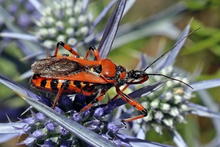 The Assassin Bug Uses Corpses as Camouflage and It Works – Extreme ...