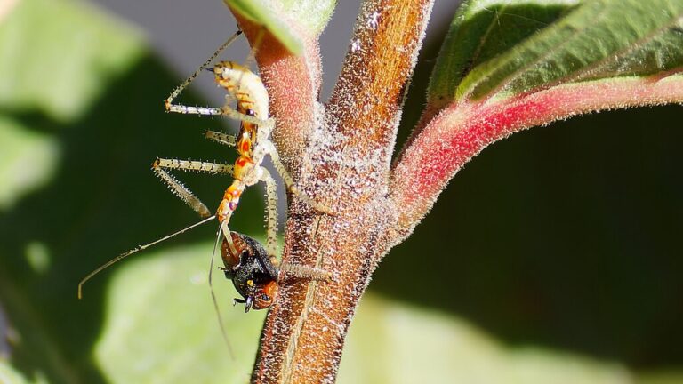The Assassin Bug Uses Corpses as Camouflage and It Works – Extreme ...