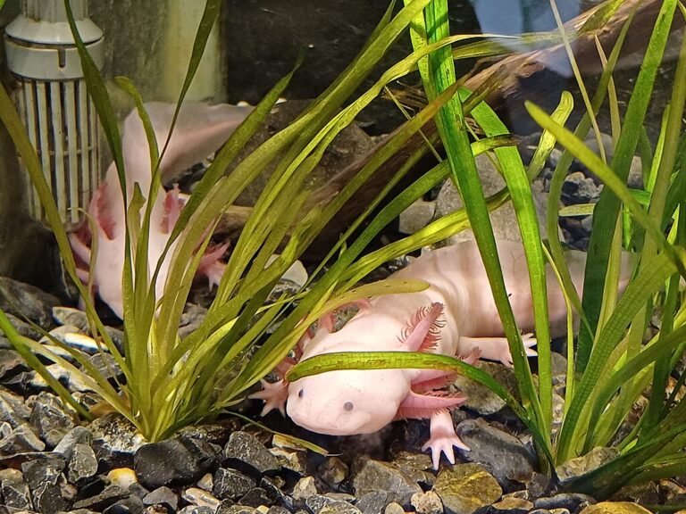 Meet the Axolotl: The Amphibian That Never Grows Up – Extreme Animal ...