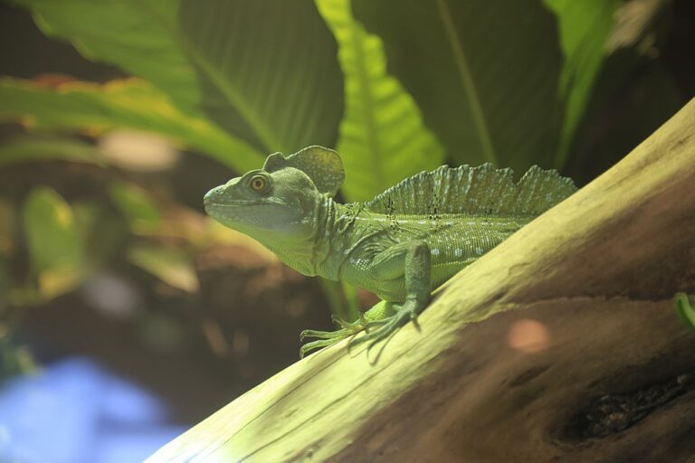 The Basilisk Lizard Runs on Water and That’s Just the Beginning ...
