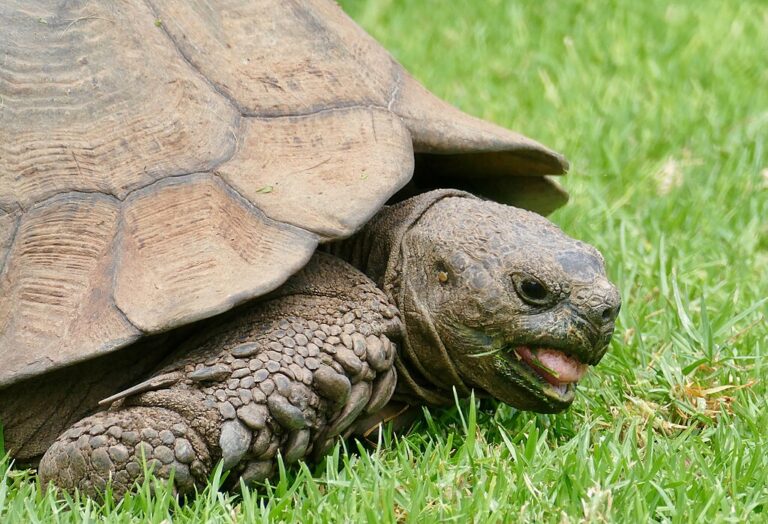 The Giant, the Fast, and the Forever: Turtle Records That Stun ...