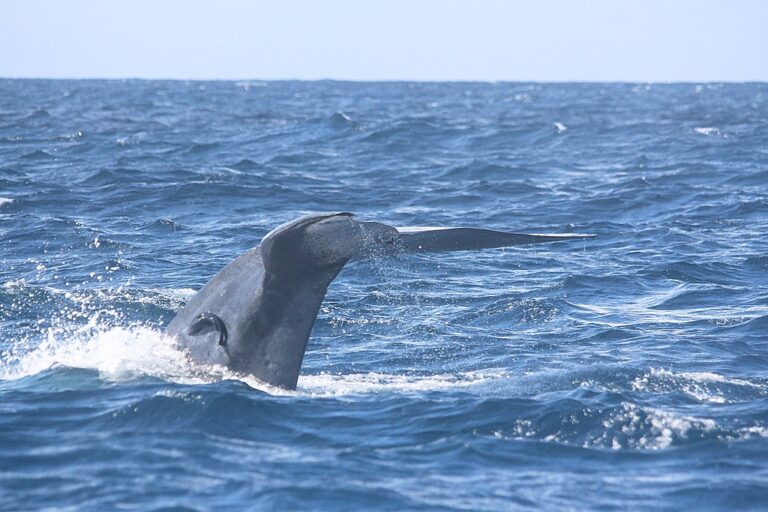 The Blue Whale’s Heart Is the Size of a Small Car – Extreme Animal Records