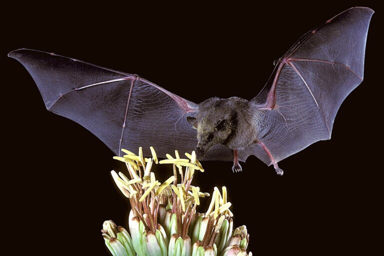 The Only Mammal That Can Fly: Bats and Their Aerodynamic Secrets ...