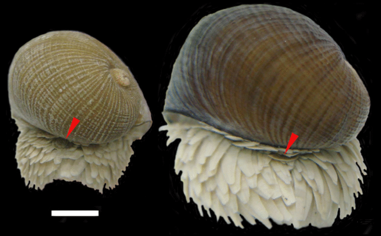The Scaly-Foot Snail Builds Its Shell Out of Iron From Hydrothermal ...