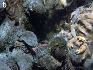 The Scaly-Foot Snail Builds Its Shell Out of Iron From Hydrothermal ...