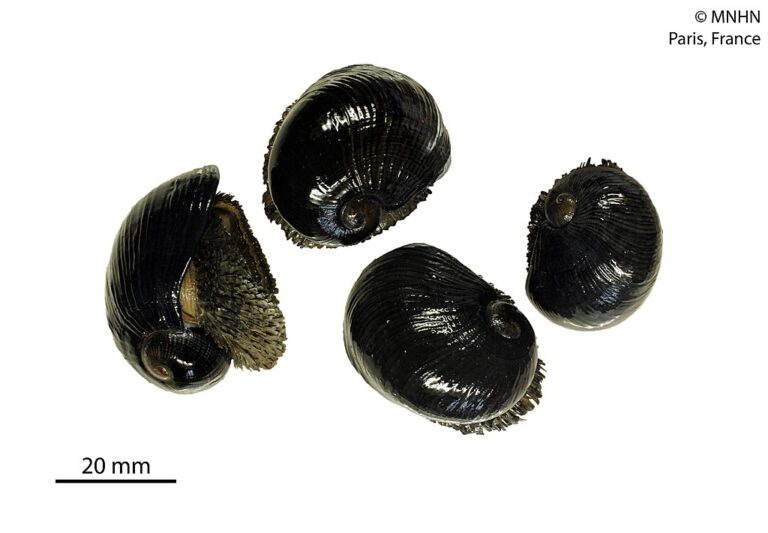 The Scaly-Foot Snail Builds Its Shell Out of Iron From Hydrothermal ...