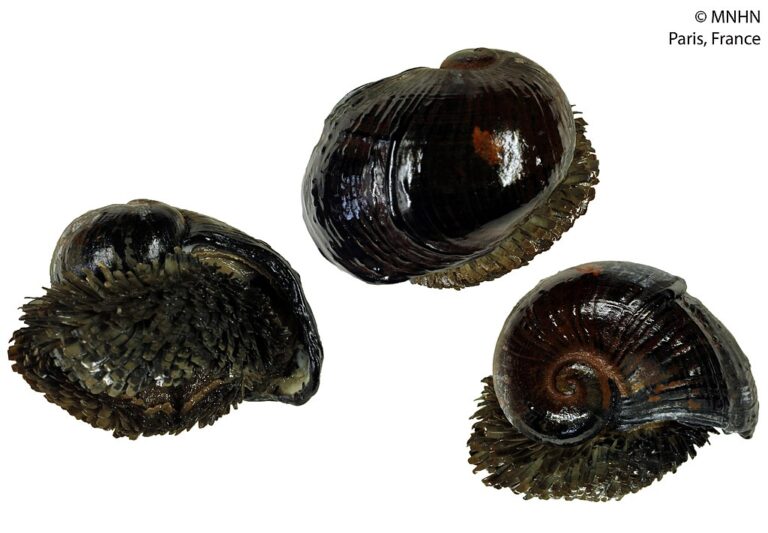 The Scaly-Foot Snail Builds Its Shell Out of Iron From Hydrothermal ...