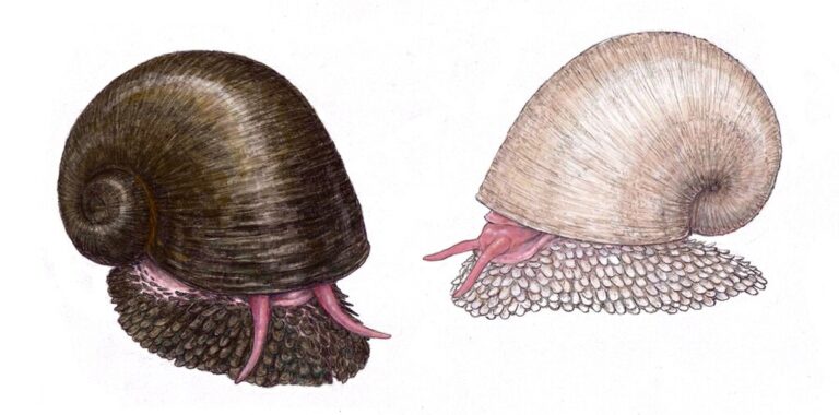 The Scaly-Foot Snail Builds Its Shell Out of Iron From Hydrothermal ...