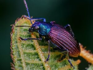 The Insect That Can Lift the Most Weight Relative to Its Body – Extreme ...