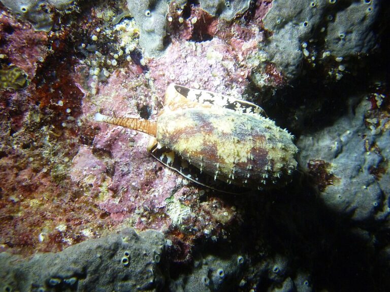 The Cone Snail Can Kill With a Harpoon-Tipped Tooth—In Just Seconds ...