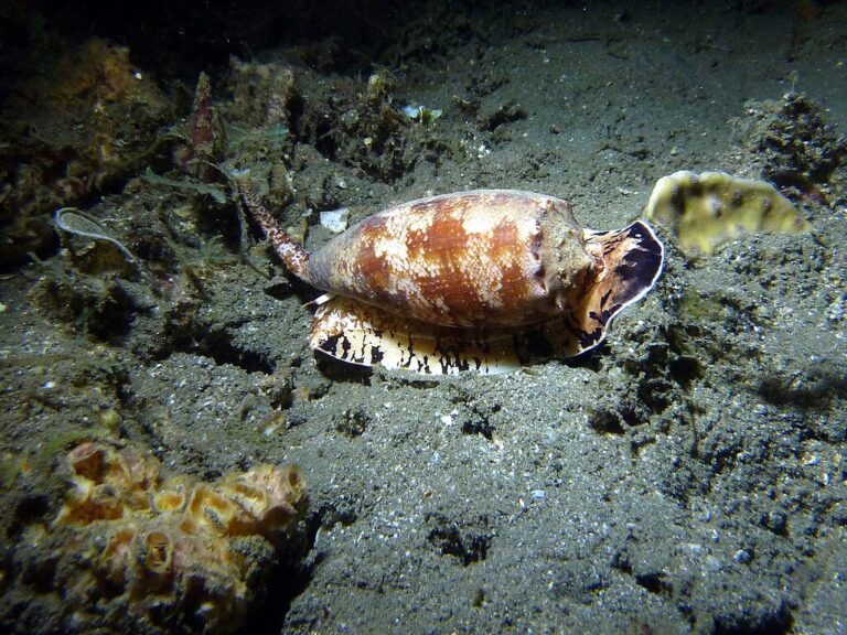 The Cone Snail Can Kill With a Harpoon-Tipped Tooth—In Just Seconds ...