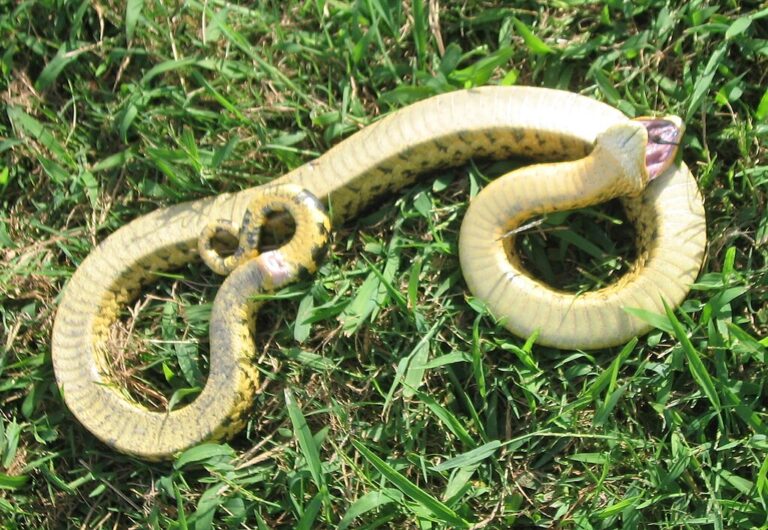 The Snake That Pretends to Be Dead When It Feels Threatened – Extreme ...
