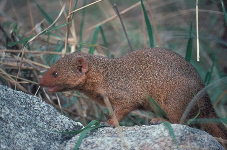 The Elephant Shrew Is No Elephant—But It’s One of the Fastest Tiny ...
