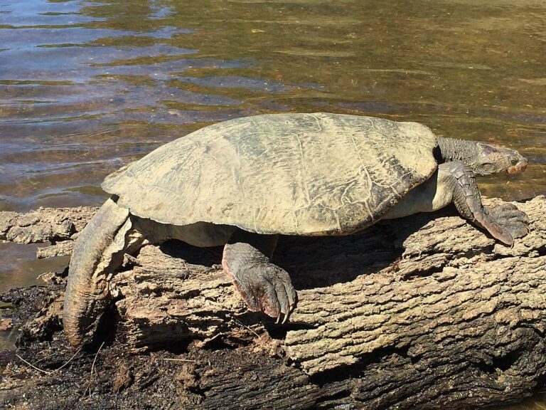 The Mary River Turtle Breathes Through Its Cloaca and Grows Algae on ...