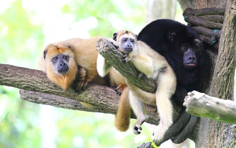 The Loudest Animal Sound Ever Measured More Deafening Than a Jet Engine ...