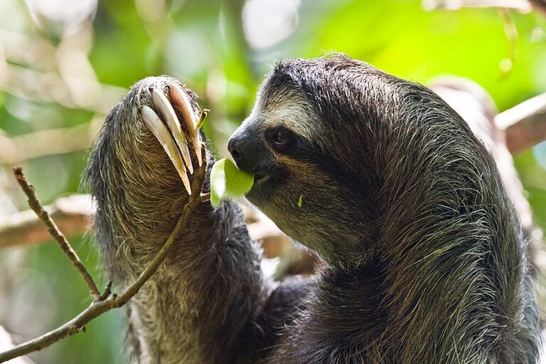 The Only Mammal That Can’t Jump – Extreme Animal Records