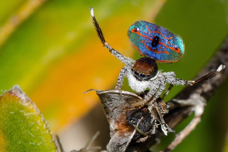Peacock Spiders Dance for Mates With Moves That Rival Birds of Paradise ...