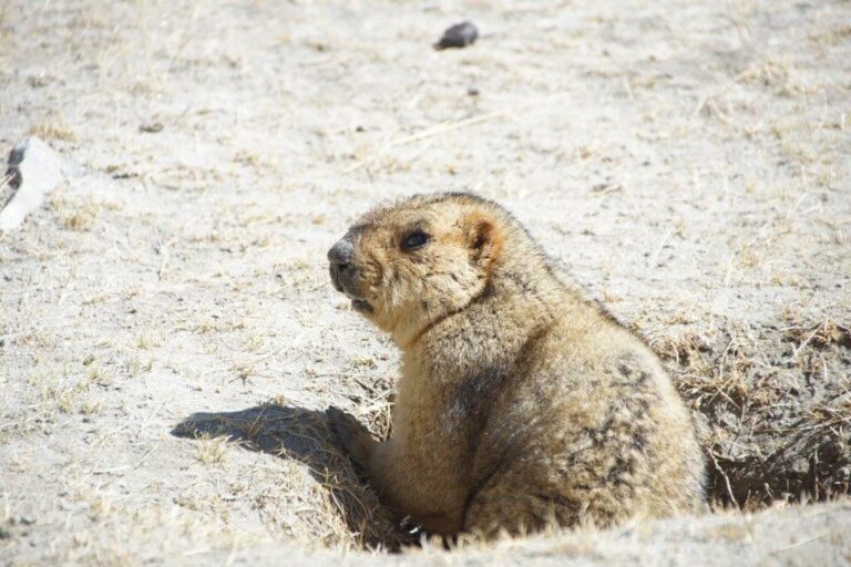 10 High-Altitude Animals vs. 10 Deepest-Dwelling Creatures – Extreme ...