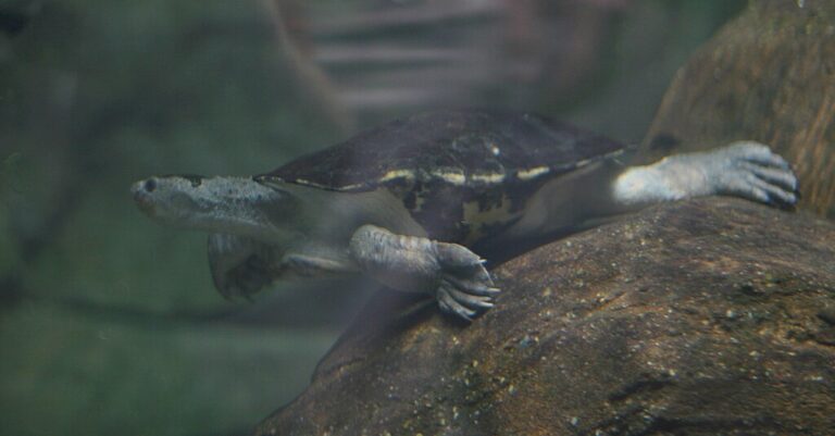 The Mary River Turtle Breathes Through Its Cloaca and Grows Algae on ...