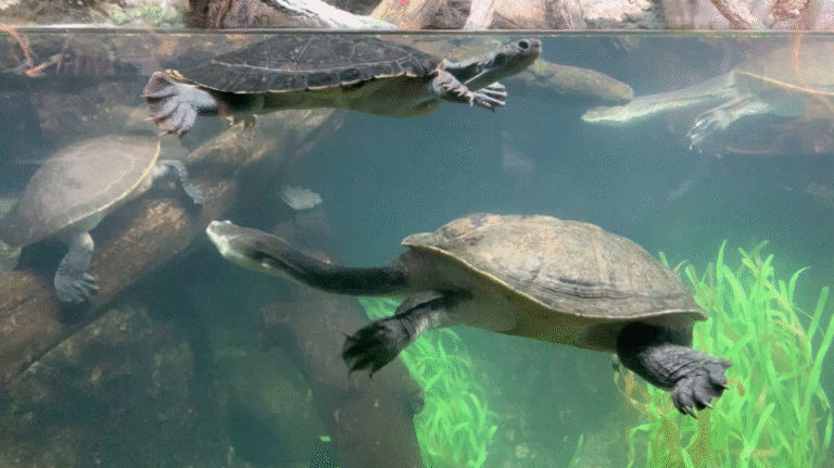 The Mary River Turtle Breathes Through Its Cloaca and Grows Algae on Its Head – Extreme Animal ...
