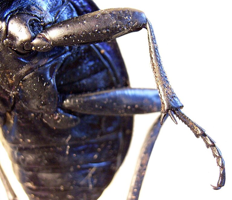 The Insect That Can Lift the Most Weight Relative to Its Body – Extreme ...