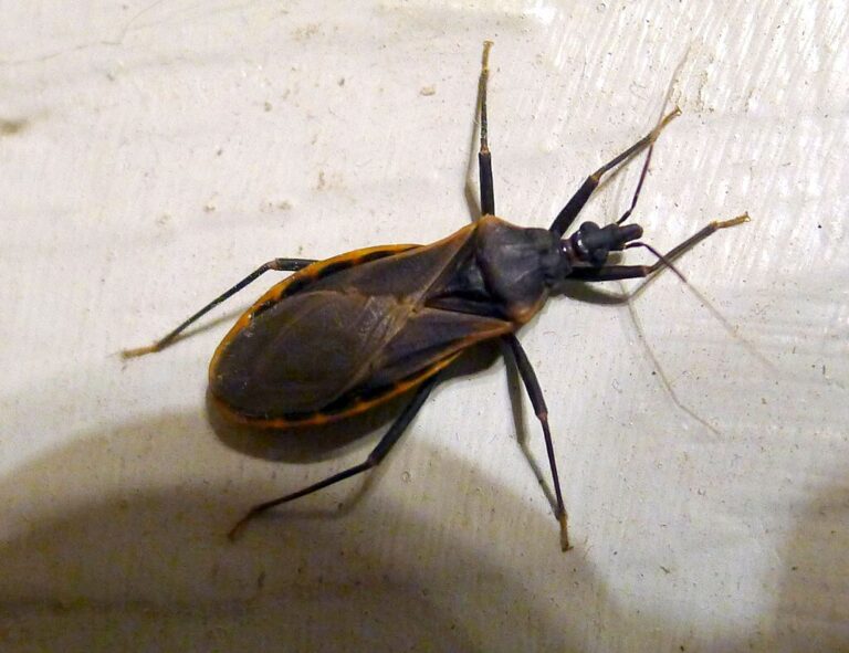 The Assassin Bug Uses Corpses as Camouflage and It Works – Extreme ...