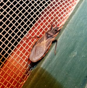 The Assassin Bug Uses Corpses as Camouflage and It Works – Extreme ...