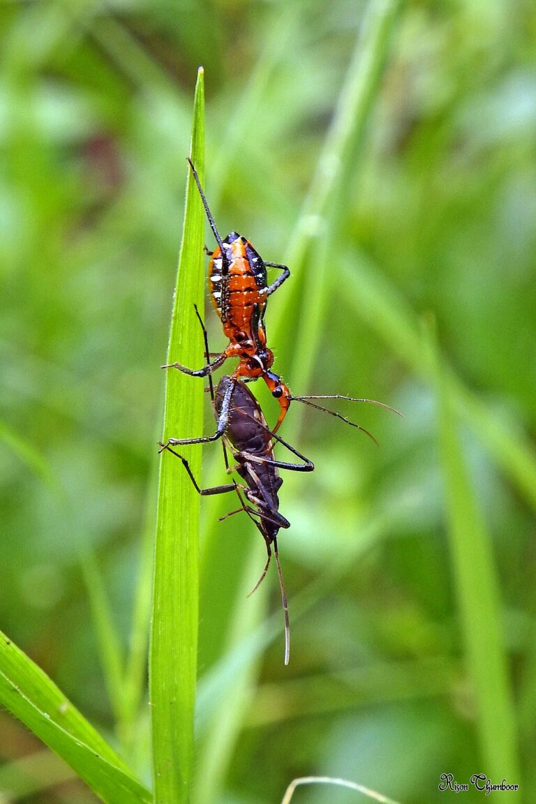 The Assassin Bug Uses Corpses as Camouflage and It Works – Extreme ...