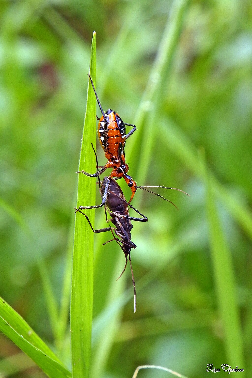 The Assassin Bug Uses Corpses as Camouflage and It Works – Extreme ...