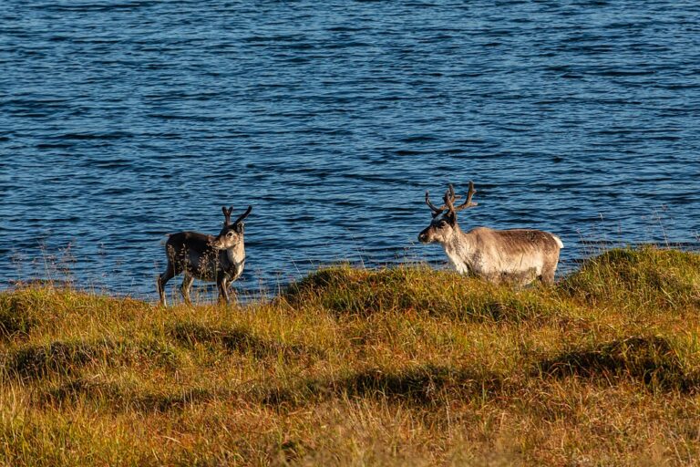 The Animal That Has Traveled the Longest Recorded Distance – Extreme ...