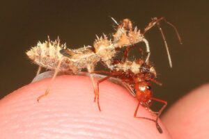 The Assassin Bug Uses Corpses as Camouflage and It Works – Extreme ...