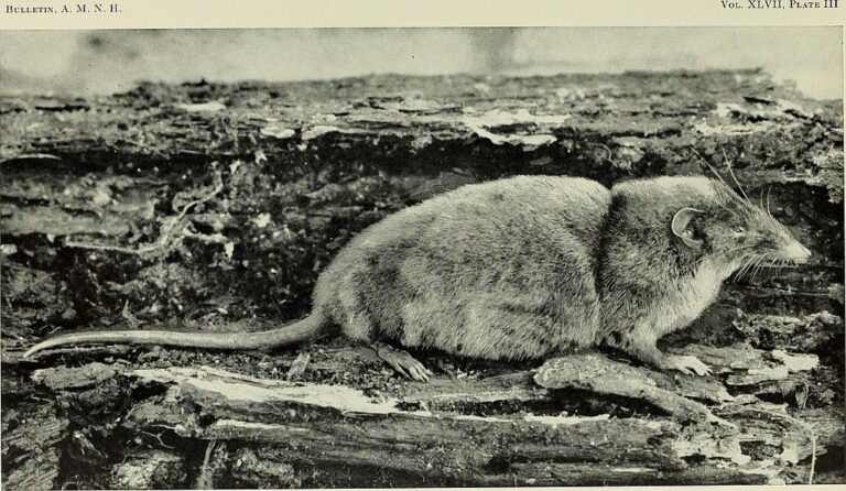 The Hero Shrew’s Spine Is So Strong It Can Survive Being Stepped On ...