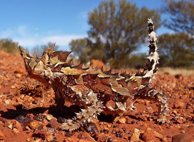 The Thorny Devil Drinks Water Through Channels in Its Skin – Extreme ...